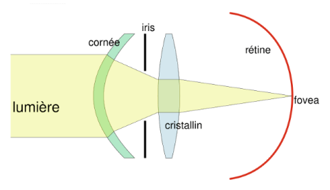 L'Œil et la Vision - Amavue Opticiens